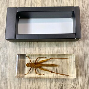Large Locust Insect Taxidermy / Insects in Clear Acrylic Block Resin ...