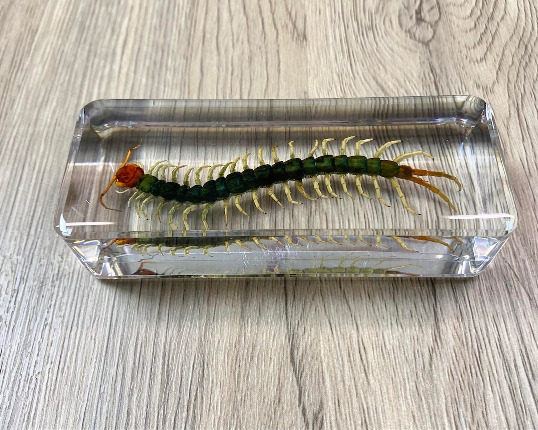 Large Centipede Insect Taxidermy / Insects in Clear Acrylic Block Resin ...