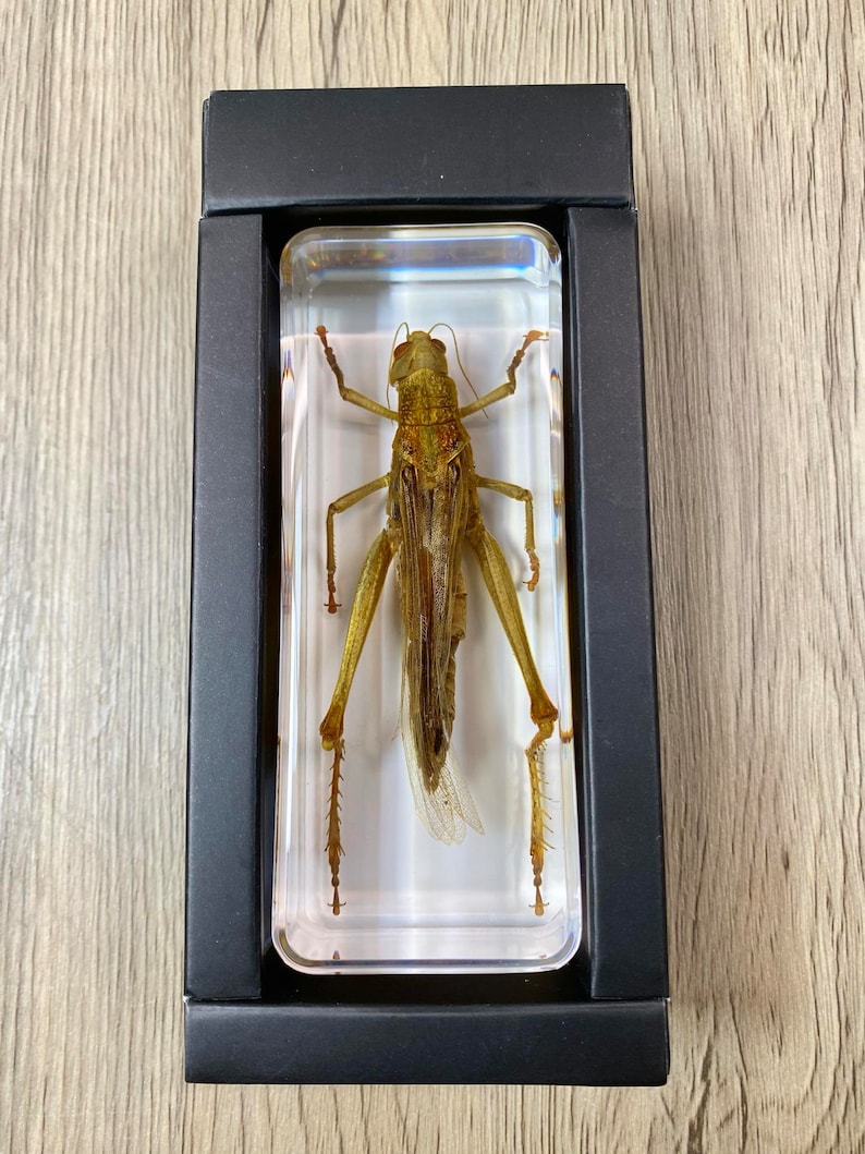 Large Grasshopper Insect Taxidermy / Insects in Clear Acrylic Block ...