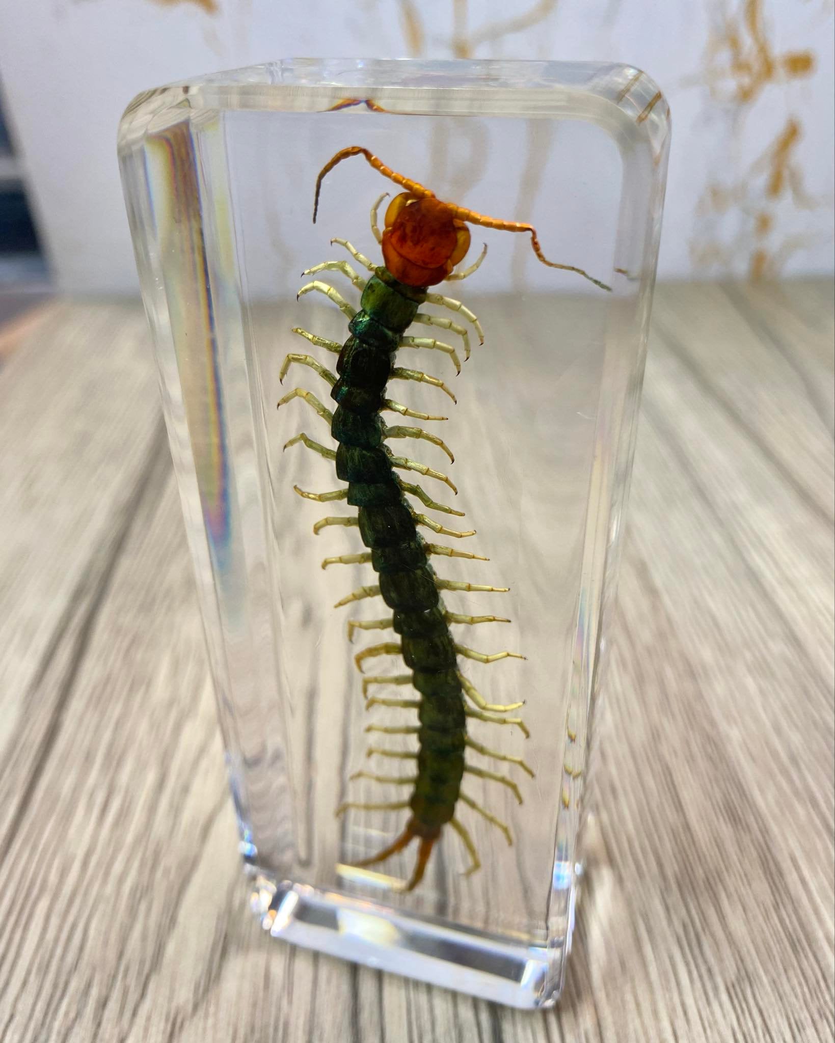 Large Centipede Insect Taxidermy / Insects in Clear Acrylic Block Resin ...