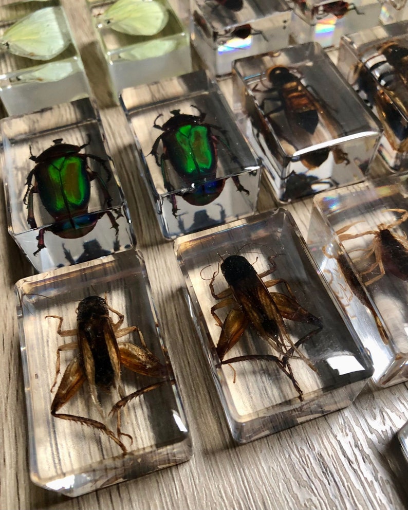 Small Real Bugs / Insects in Clear Acrylic Block Resin Paperweight ...