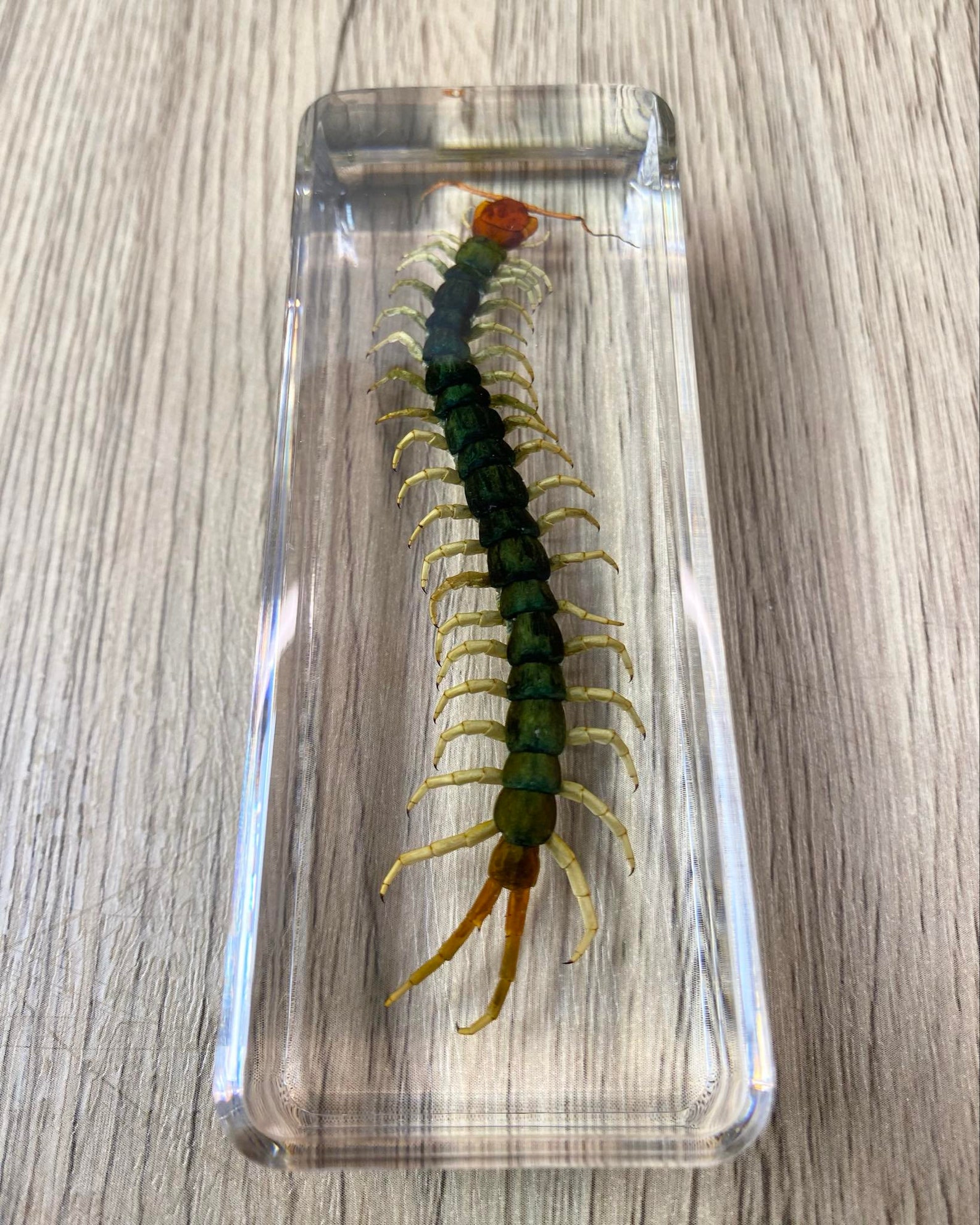 Large Centipede Insect Taxidermy / Insects in Clear Acrylic Block Resin ...