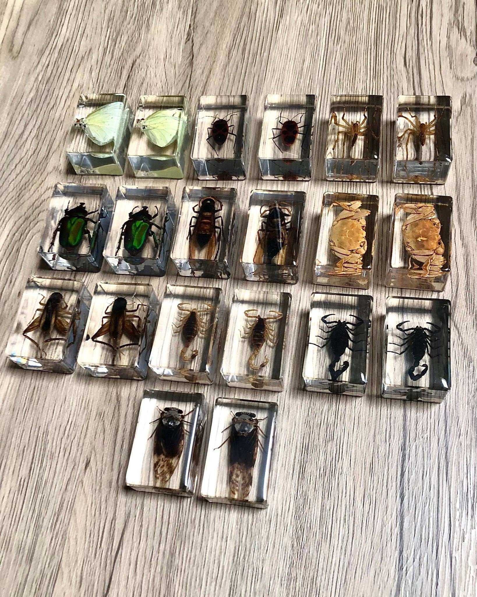 Small Real Bugs / Insects in Clear Acrylic Block Resin Paperweight ...
