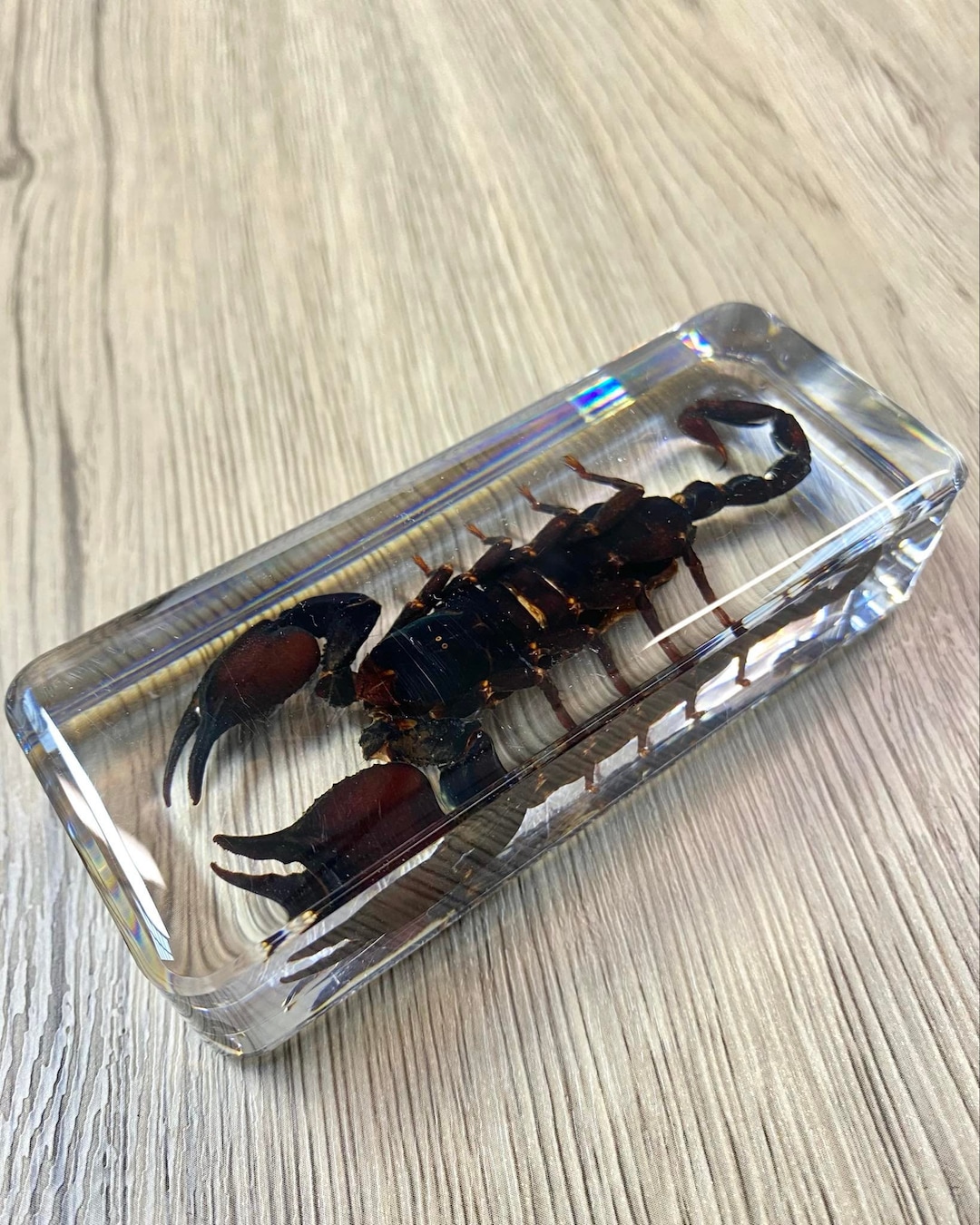 Large Black Scorpion Insect Taxidermy / Insects in Clear Acrylic Block ...