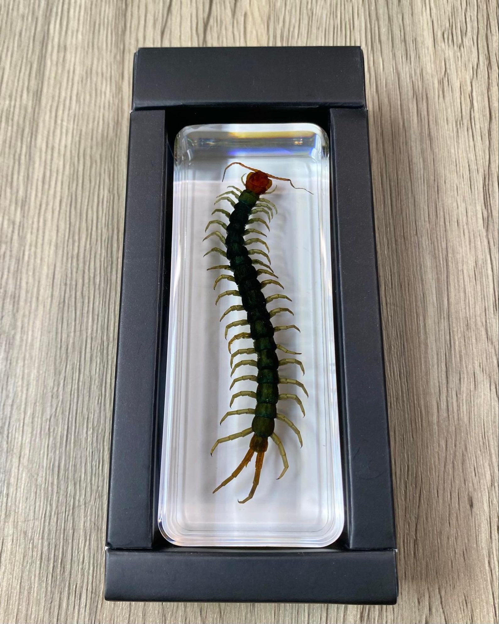 Large Centipede Insect Taxidermy / Insects in Clear Acrylic Block Resin ...