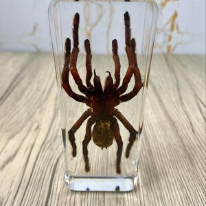 Large Tarantula Insect Taxidermy / Insects in Clear Acrylic Block Resin ...