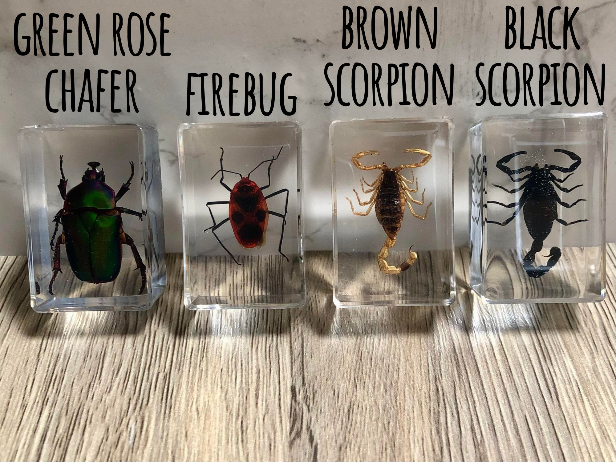 Small Real Bugs / Insects in Clear Acrylic Block Resin Paperweight ...