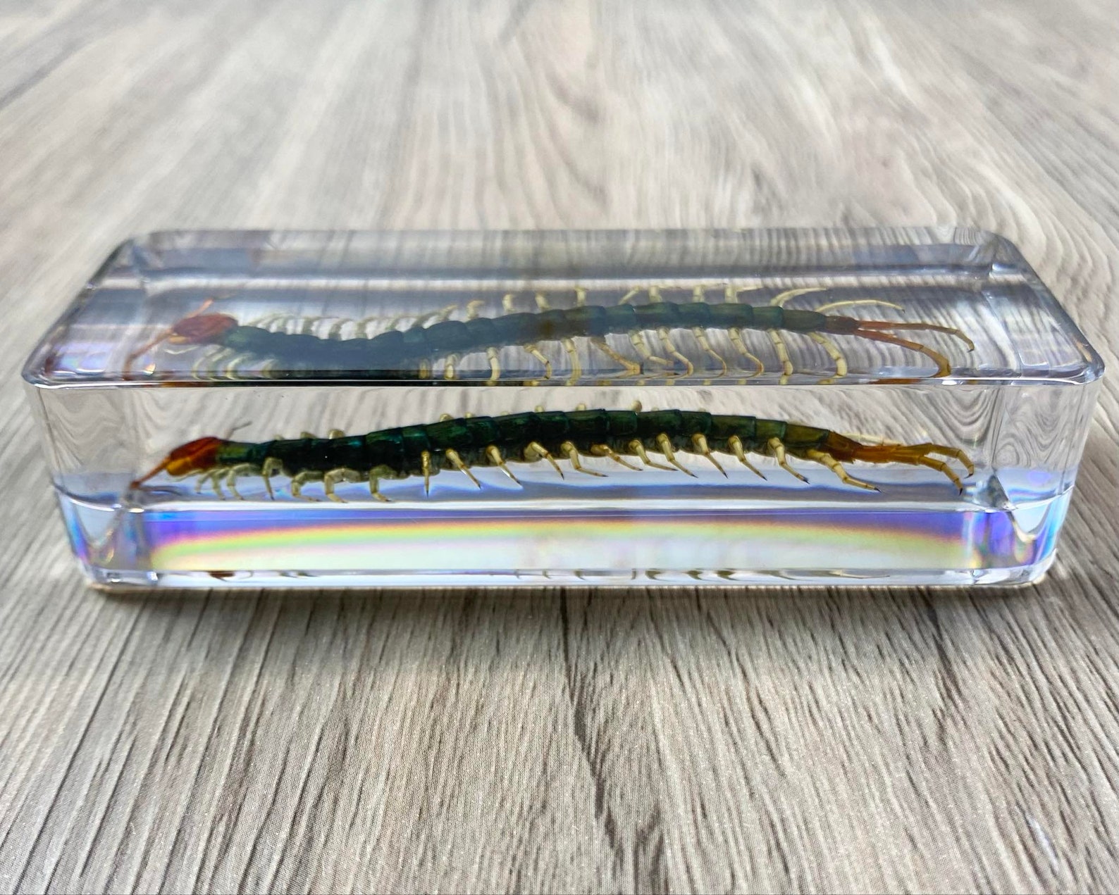 Large Centipede Insect Taxidermy / Insects in Clear Acrylic Block Resin ...