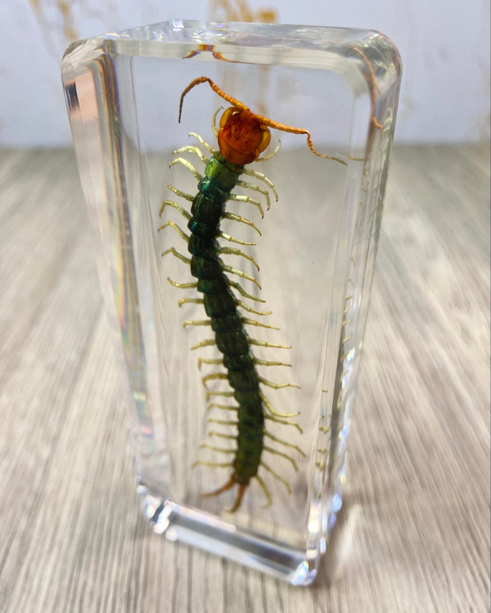Large Centipede Insect Taxidermy / Insects in Clear Acrylic Block Resin ...