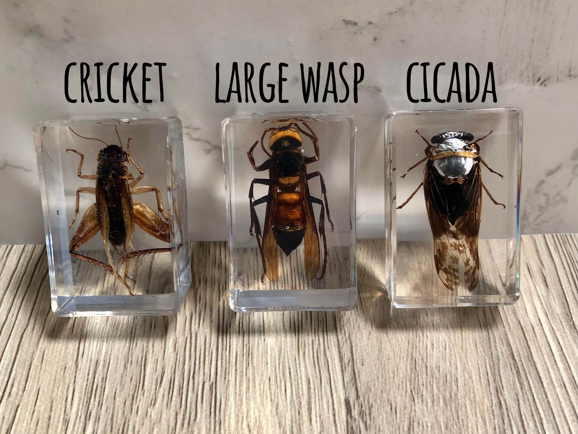 Small Real Bugs / Insects in Clear Acrylic Block Resin - Etsy UK