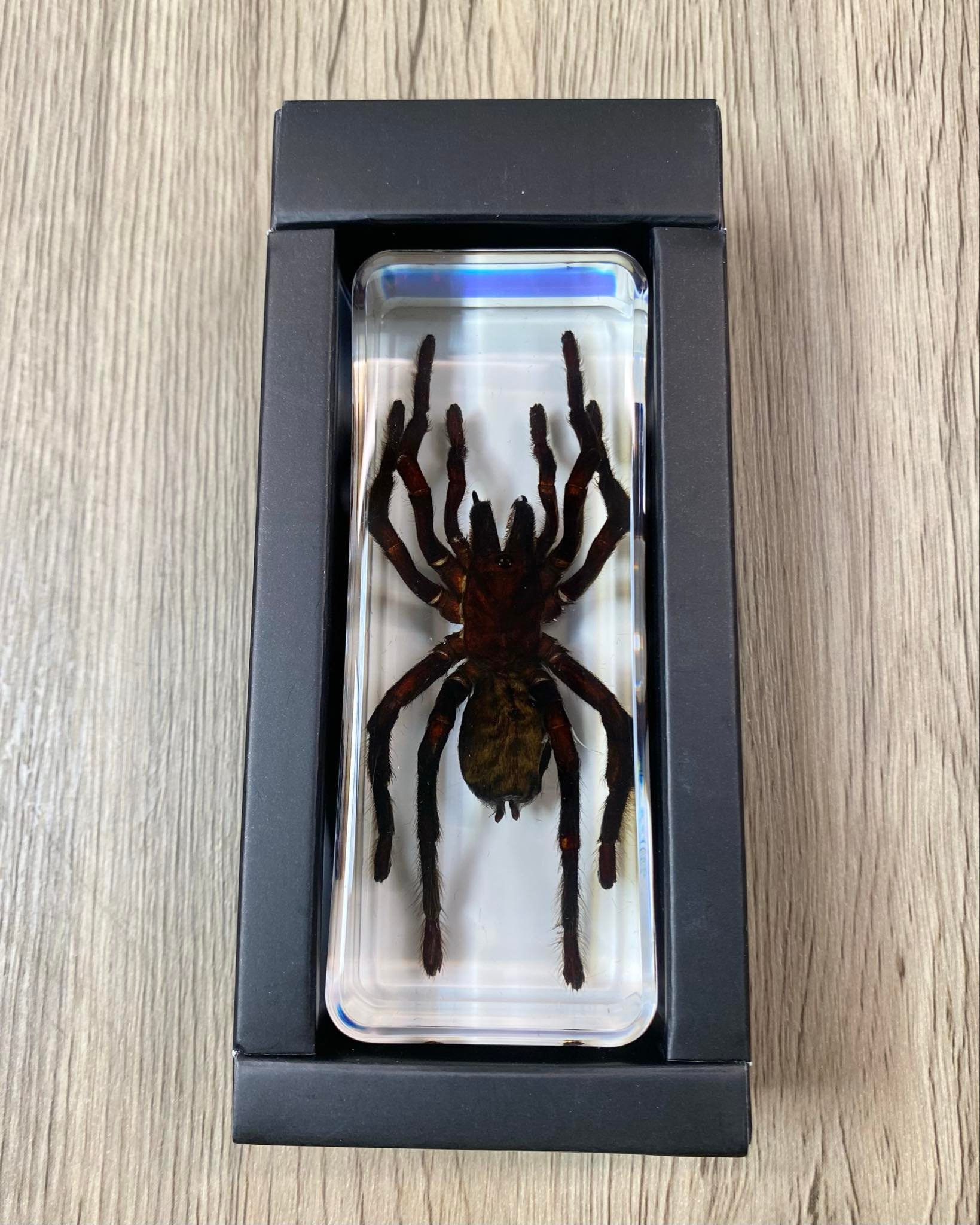Large Tarantula Insect Taxidermy / Insects in Clear Acrylic Block Resin ...