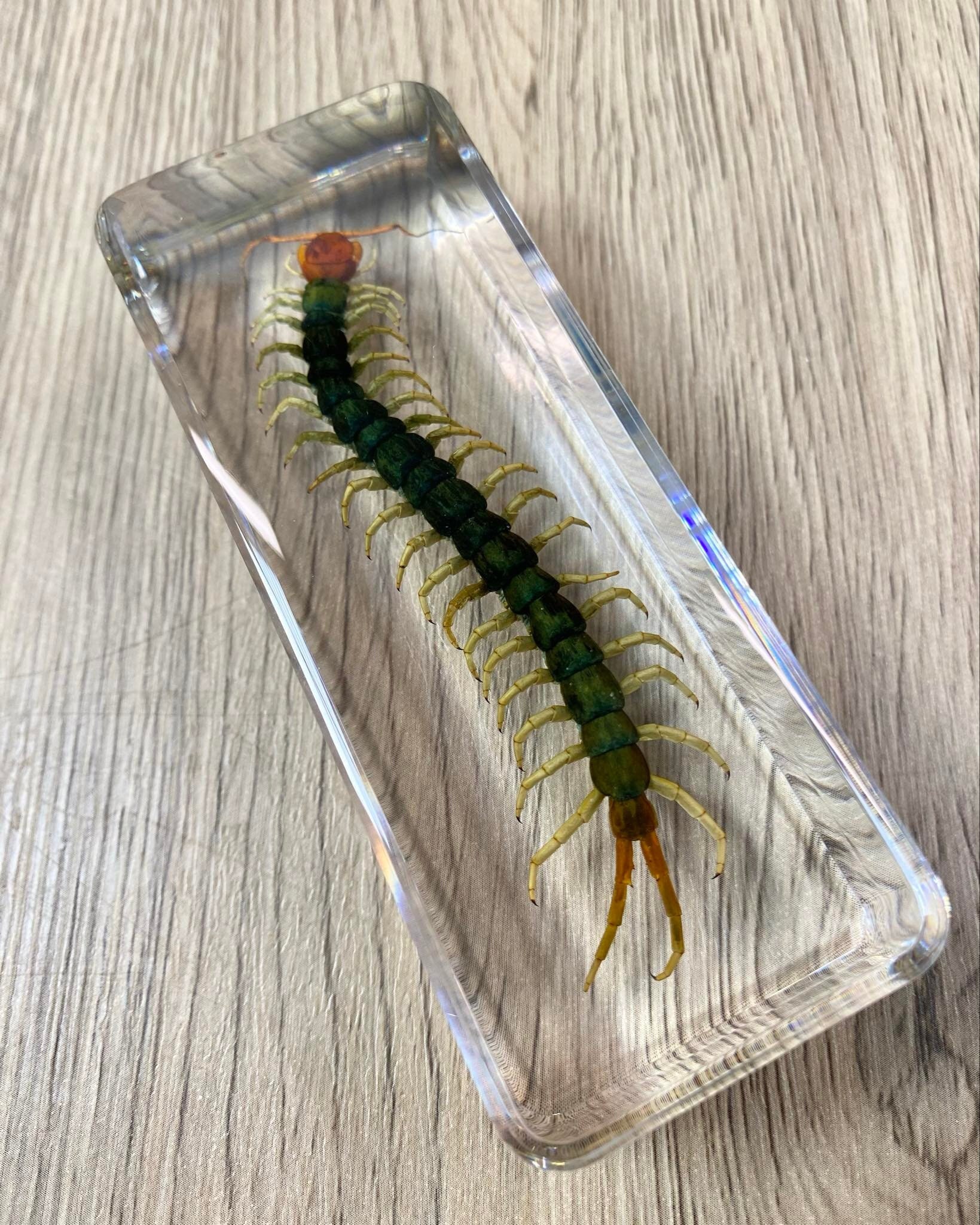 Large Centipede Insect Taxidermy / Insects in Clear Acrylic Block Resin ...