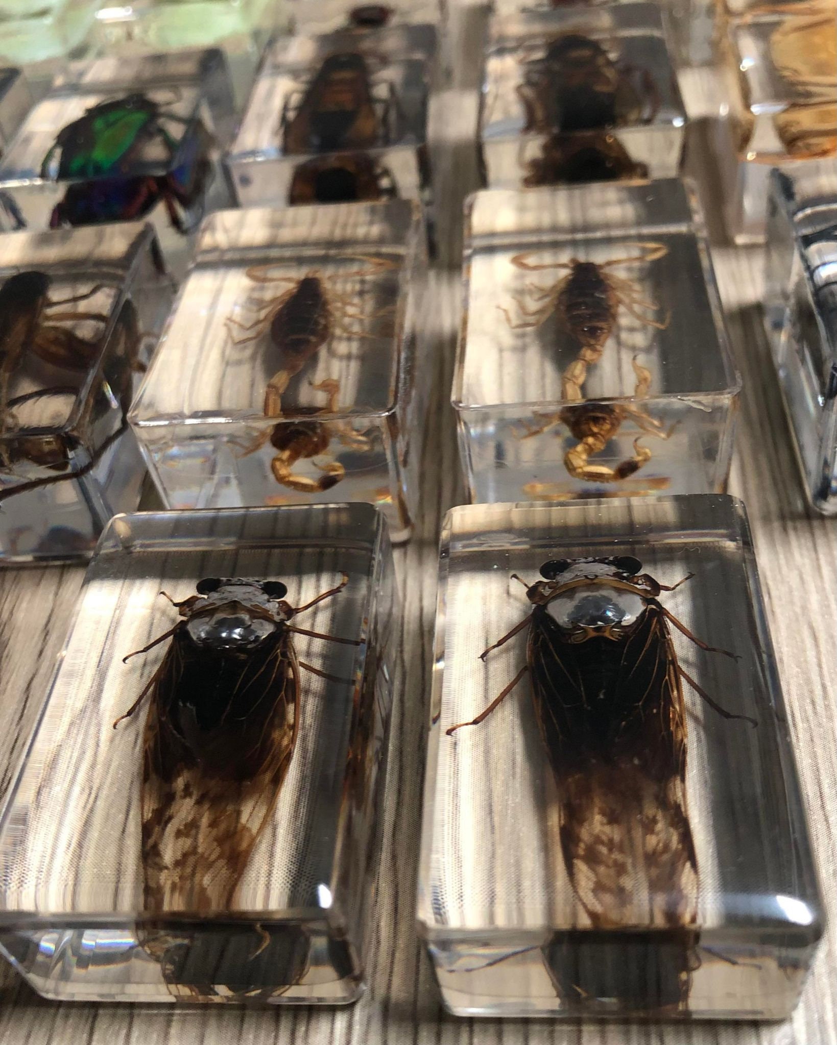 Small Real Bugs / Insects in Clear Acrylic Block Resin Paperweight ...