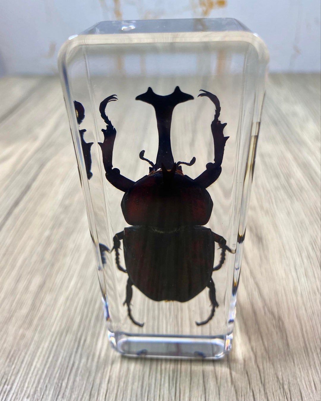 Large Unicorn Beetle Insect Taxidermy / Insects in Clear Acrylic Block ...