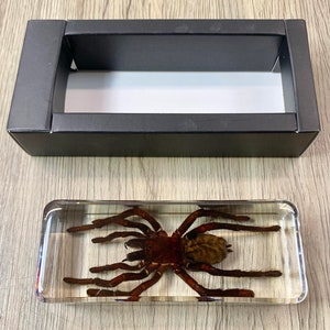 Large Tarantula Insect Taxidermy / Insects in Clear Acrylic Block Resin ...