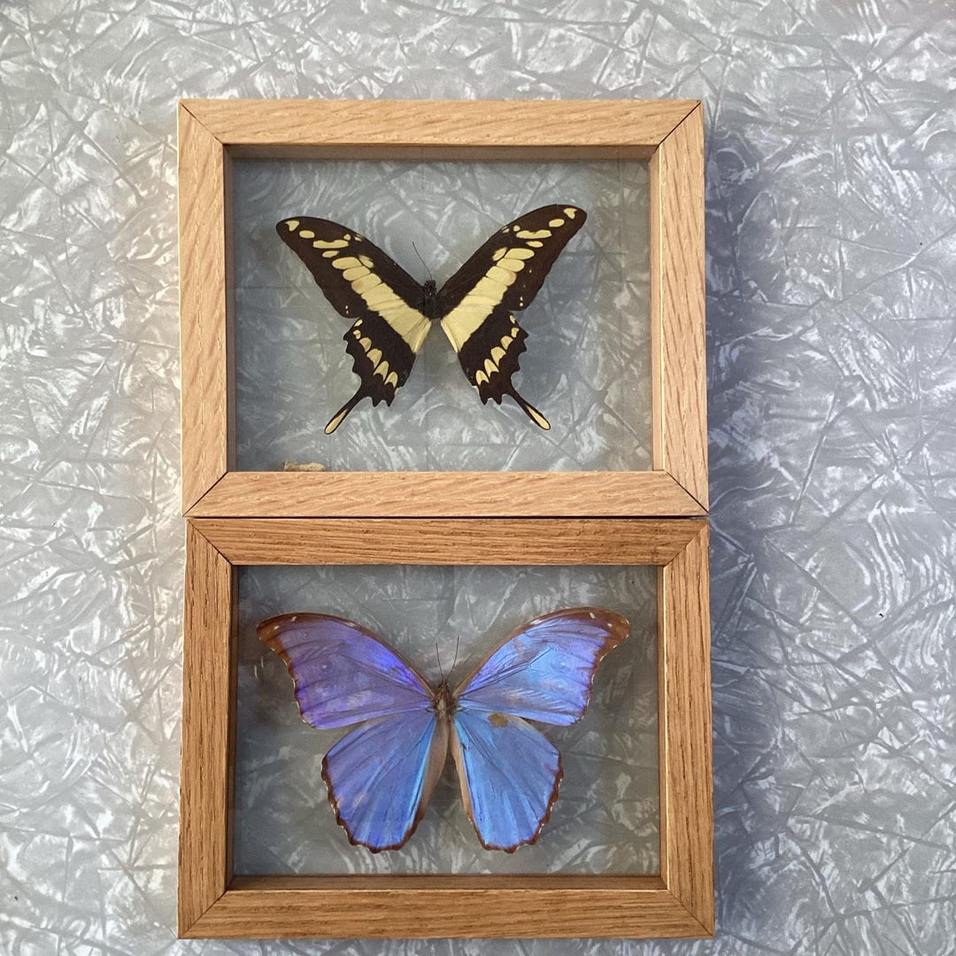 Pair Displayed Glass Frame Shadowbox Morpho and King Swallowtail ...