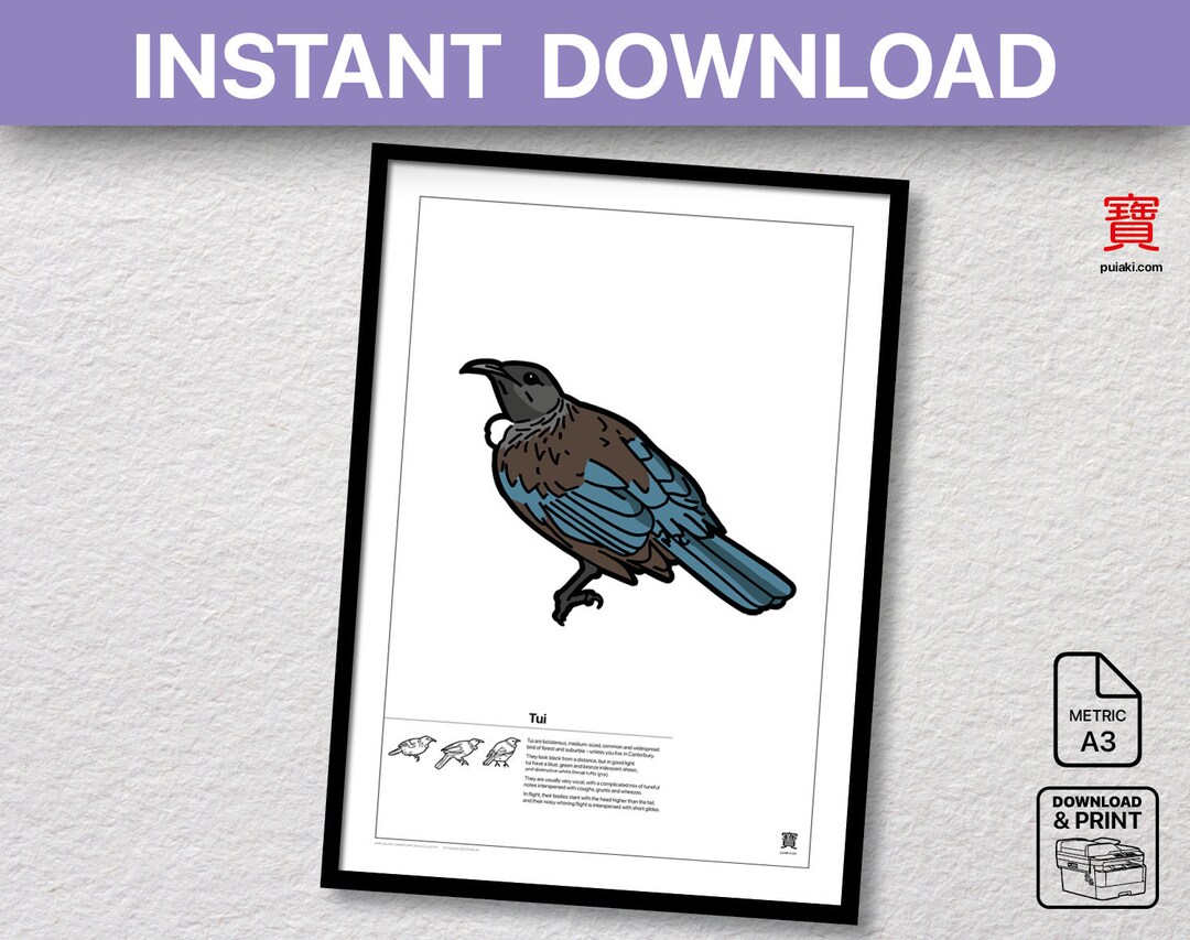 Tui, New Zealand Birds, A3 Printable Poster, Downloadable Art, Original ...