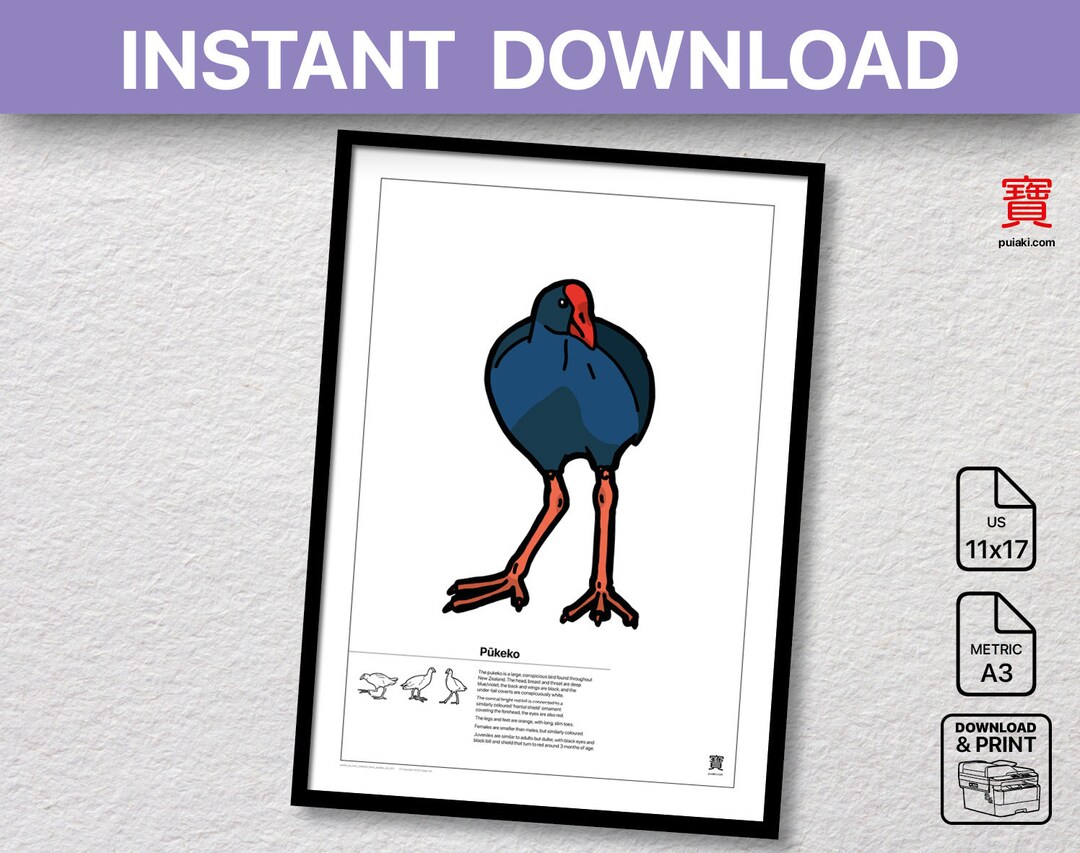 Pūkeko, New Zealand Birds, A3 Printable Poster, Downloadable Art ...