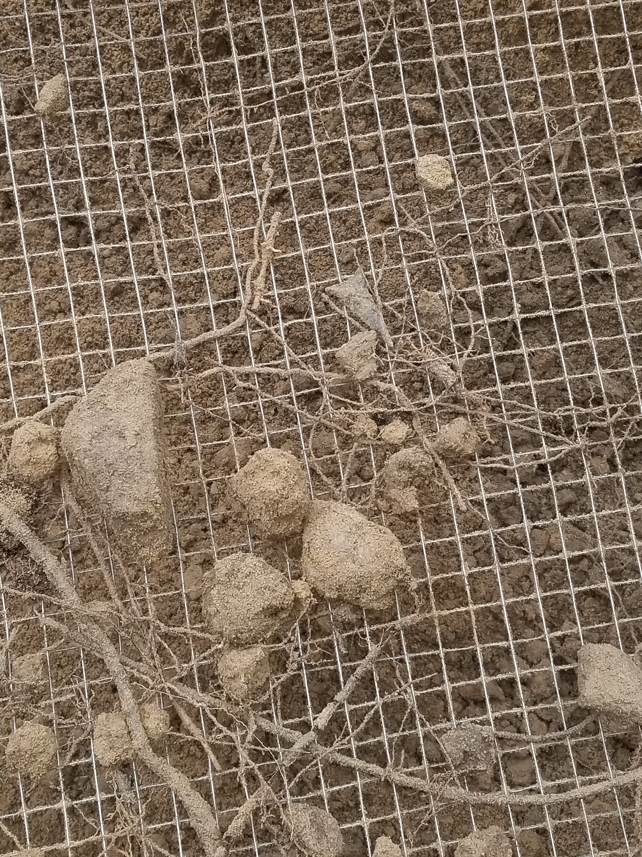 A Super Nice Madison Projectile Point From East Tn. - Etsy