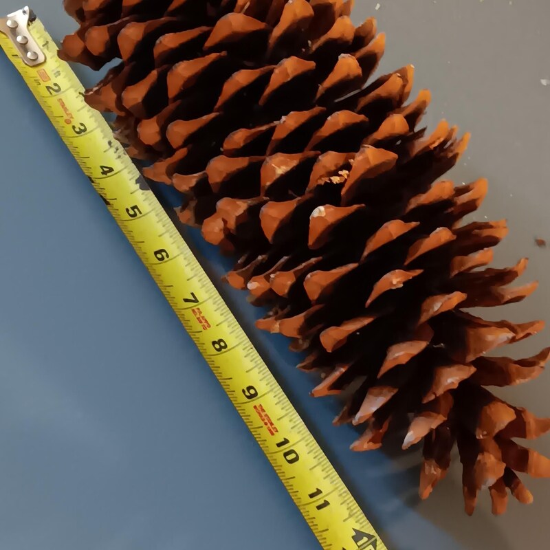 Large Pine Cones - Etsy