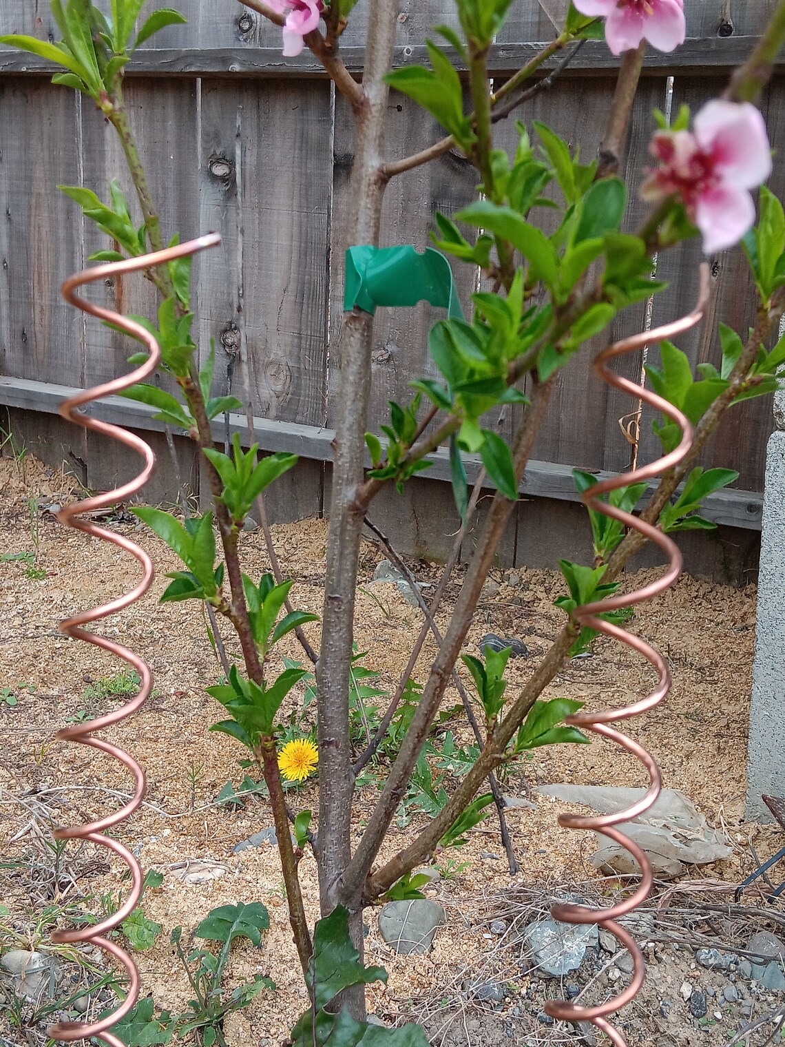 6 PACK JUMBO Copper Electroculture Stakes Garden Rods Antenna Coils, 5 ...