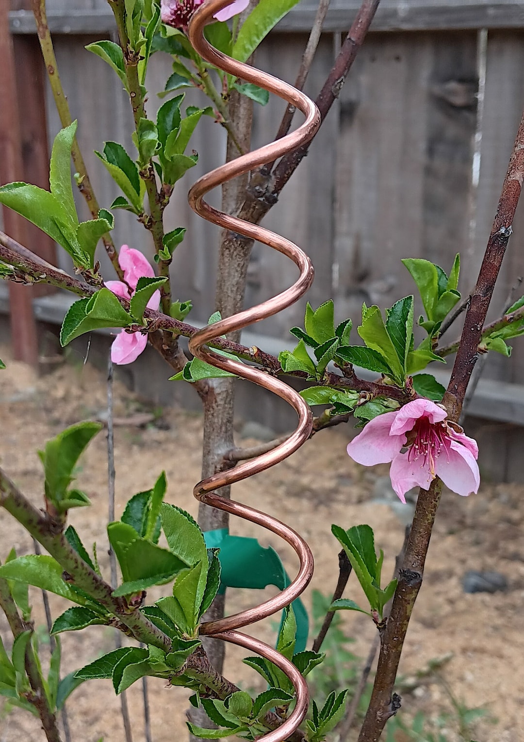 5 PACK JUMBO Copper Electroculture Stakes Garden Rods Antenna Coils, 5 ...