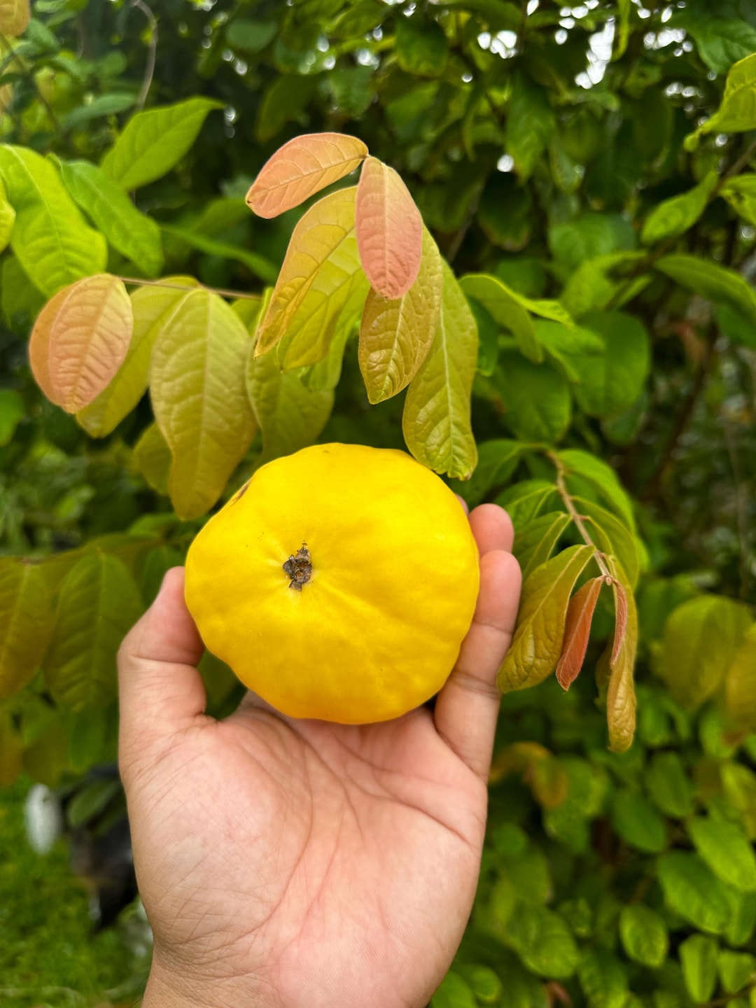 Eugenia Stipitata, Araza Seeds (qty X5) // Eugenia, Grumichama ...