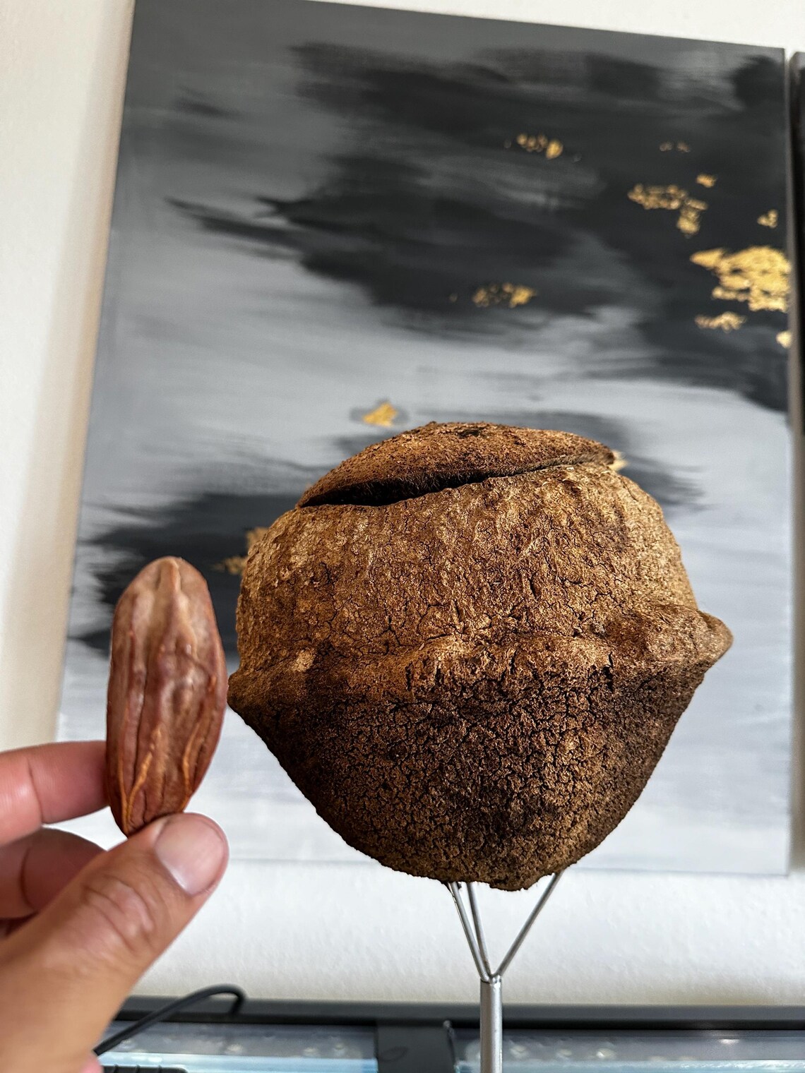Sapucaia Monkey Pot Seed, Lecythis Zabucajo, Tropical Nut - Etsy