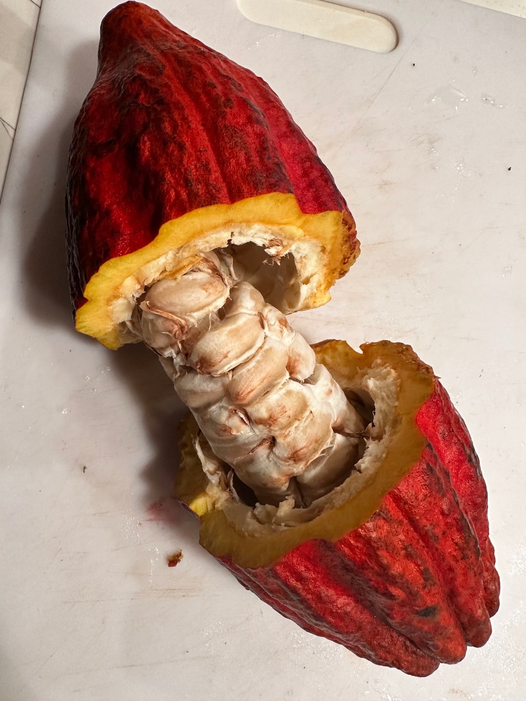 Theobroma Cacao Seeds (qty X5) *NOT POD*// , Cacao, Coco, Chocolate ...