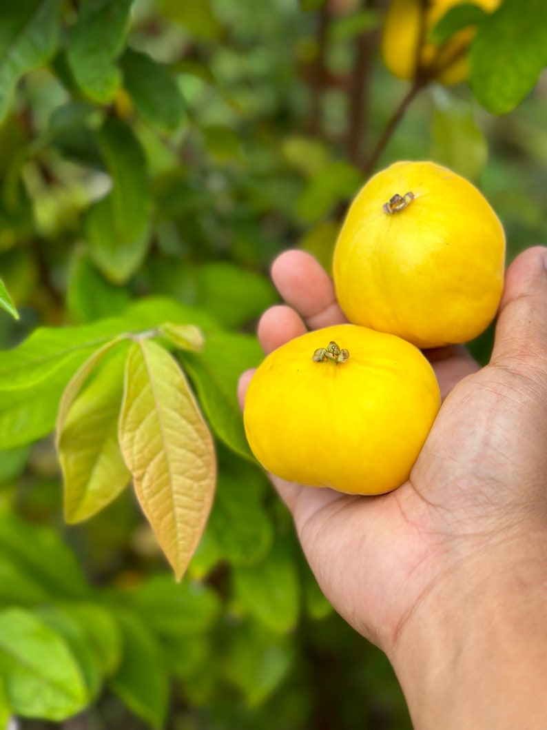 Eugenia Stipitata, Araza Seeds qty X5 // Eugenia, Grumichama, Suriname ...