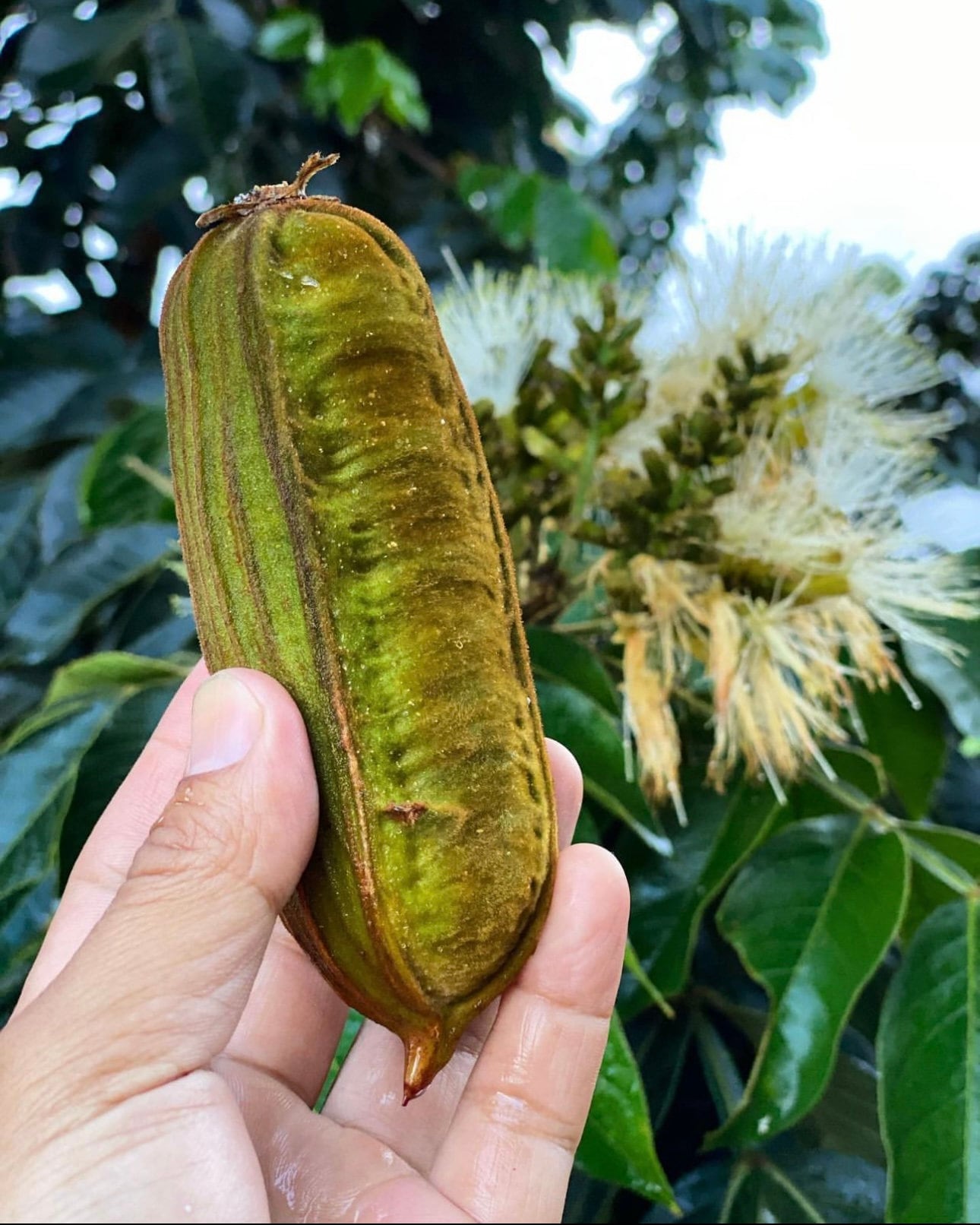 Inga Vera Ice Cream Bean Seeds (qty X10) - Etsy