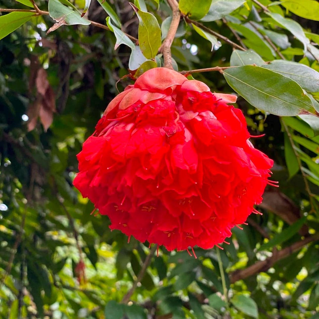 Scarlet Flame Tree Seeds: Brownea Coccinea, Exotic South American ...