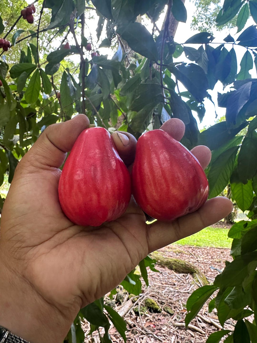 Mountain Apple (syzygium Malaccense) Seeds (qty X3) // Malay Apple, Ohi ...