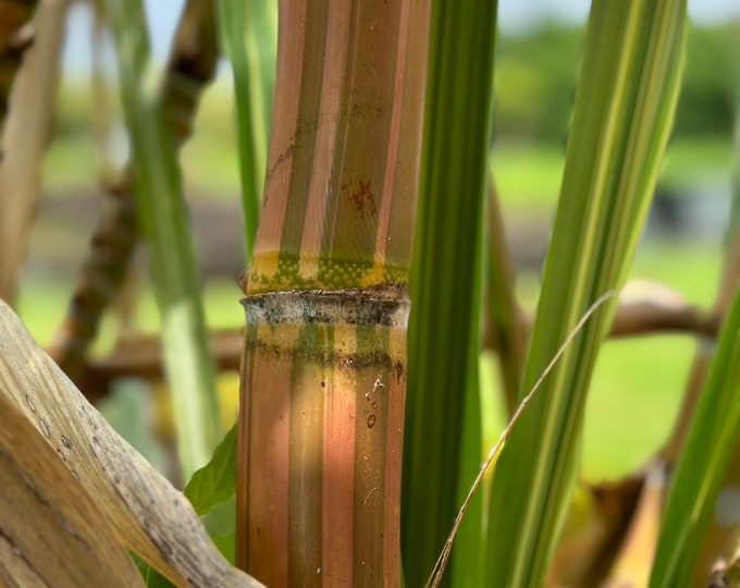 Variegated Sugar Cane Cutting (qty X1 Cutting With Two Nodes) - Etsy