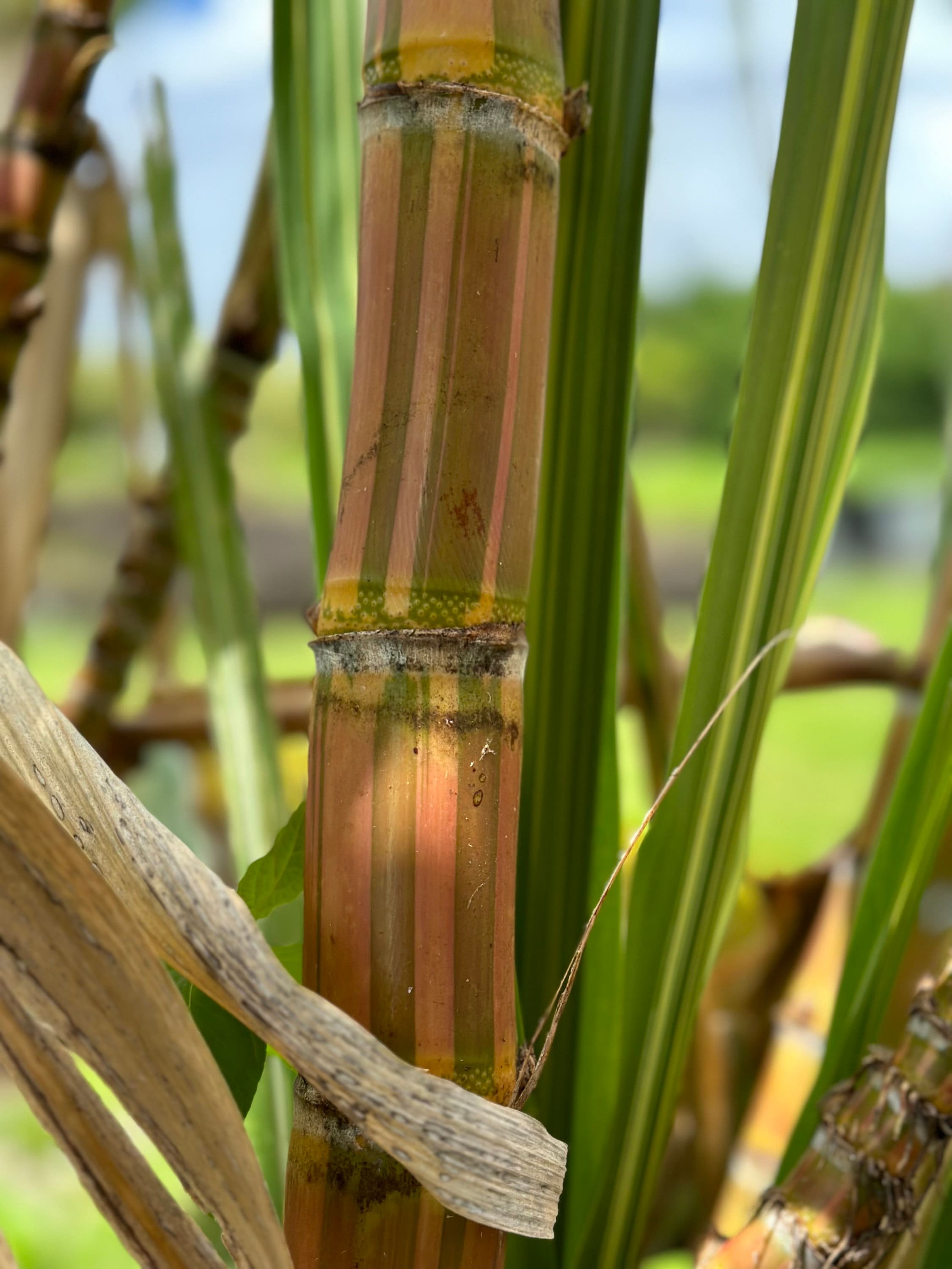 Variegated Sugar Cane Cutting (qty X1 Cutting With Two Nodes) - Etsy