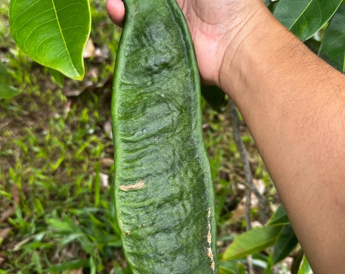 Inga Jinicuil Ice Cream Bean Seeds (qty X2) Extremely Rare ...