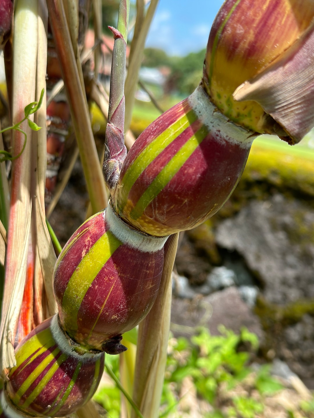 Hilo Buddha Belly Sugar Cane Cutting qty X1 Cutting With Two Nodes - Etsy