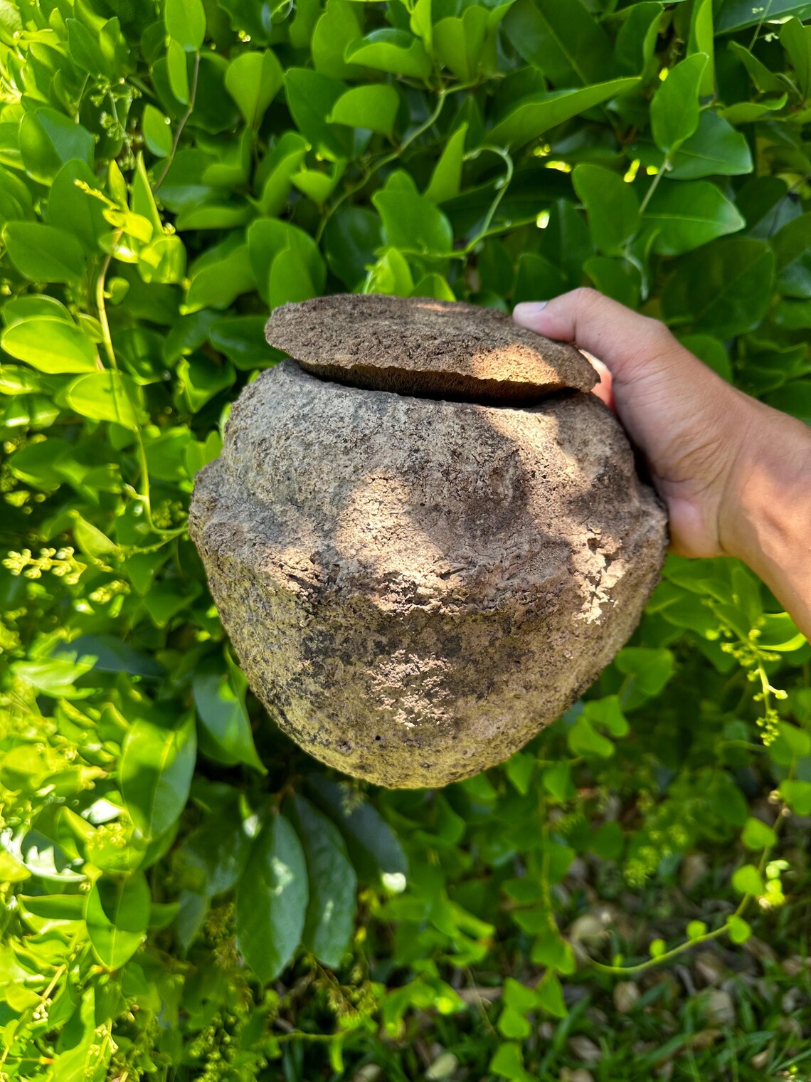 Sapucaia Monkey Pot Seed, Lecythis Zabucajo, Tropical Nut - Etsy