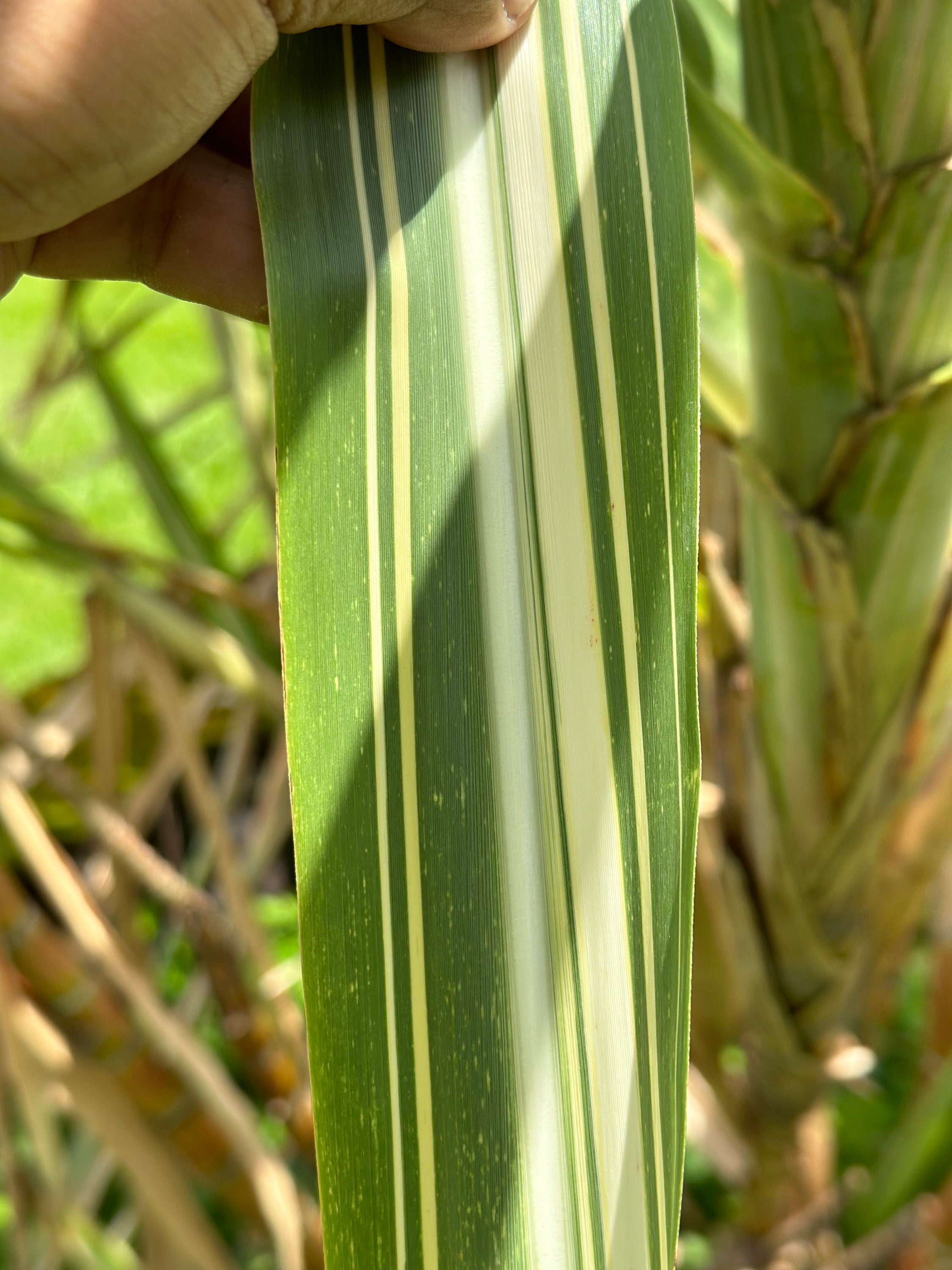 Variegated Sugar Cane Cutting (qty X1 Cutting With Two Nodes) - Etsy