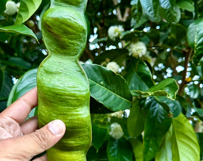 Inga Cinnamomea Ice Cream Bean Seeds (qty X3) Extremely Rare ...