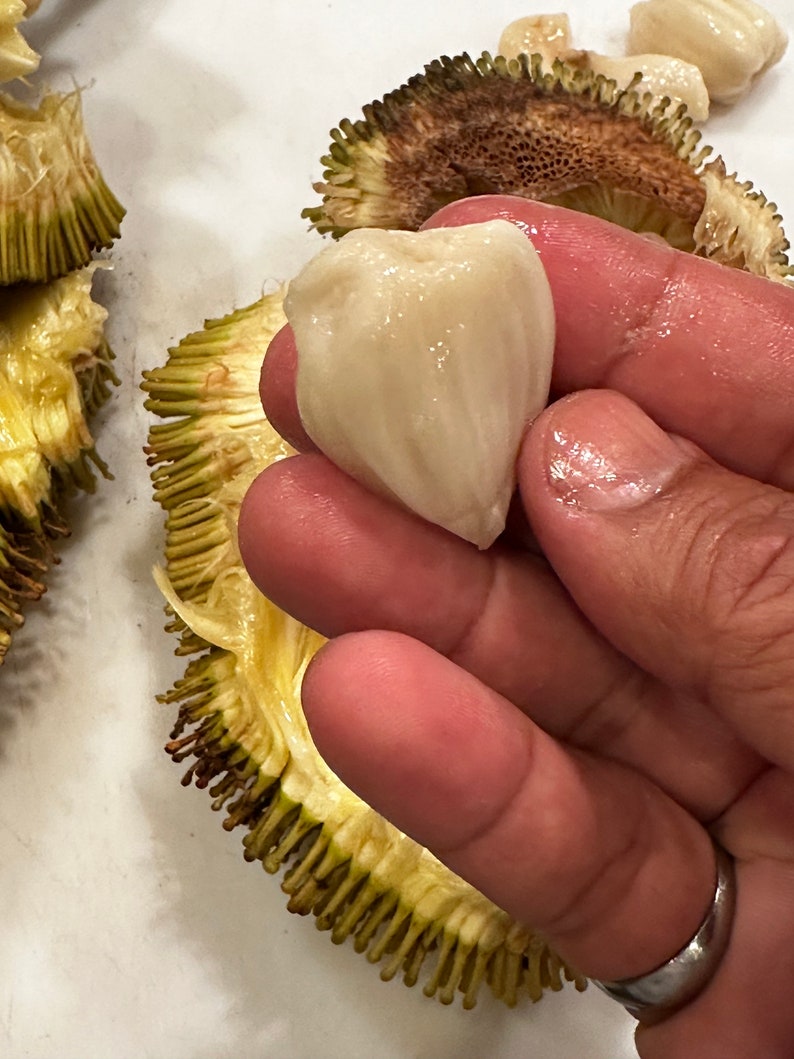 Marang Terap (artocarpus Odoratissimus) Seeds (qty X5) / Jackfruit, Breadfruit, Rare Exotic ...