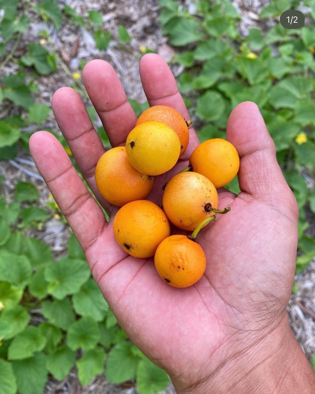 Lemondrop Mangosteen, Garcinia Intermedia Seeds (qty X5) // Berba ...
