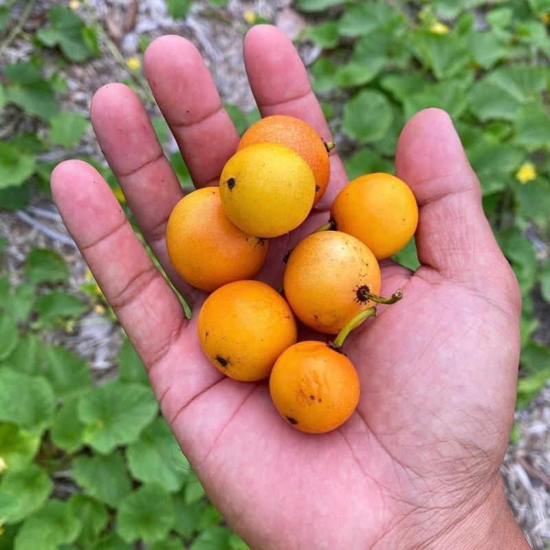 Rare Exotic Seeds - Etsy