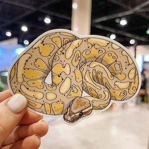 MULTIPLE MORPHS Ball Python Sticker | Normal | Piebald | Banana ...