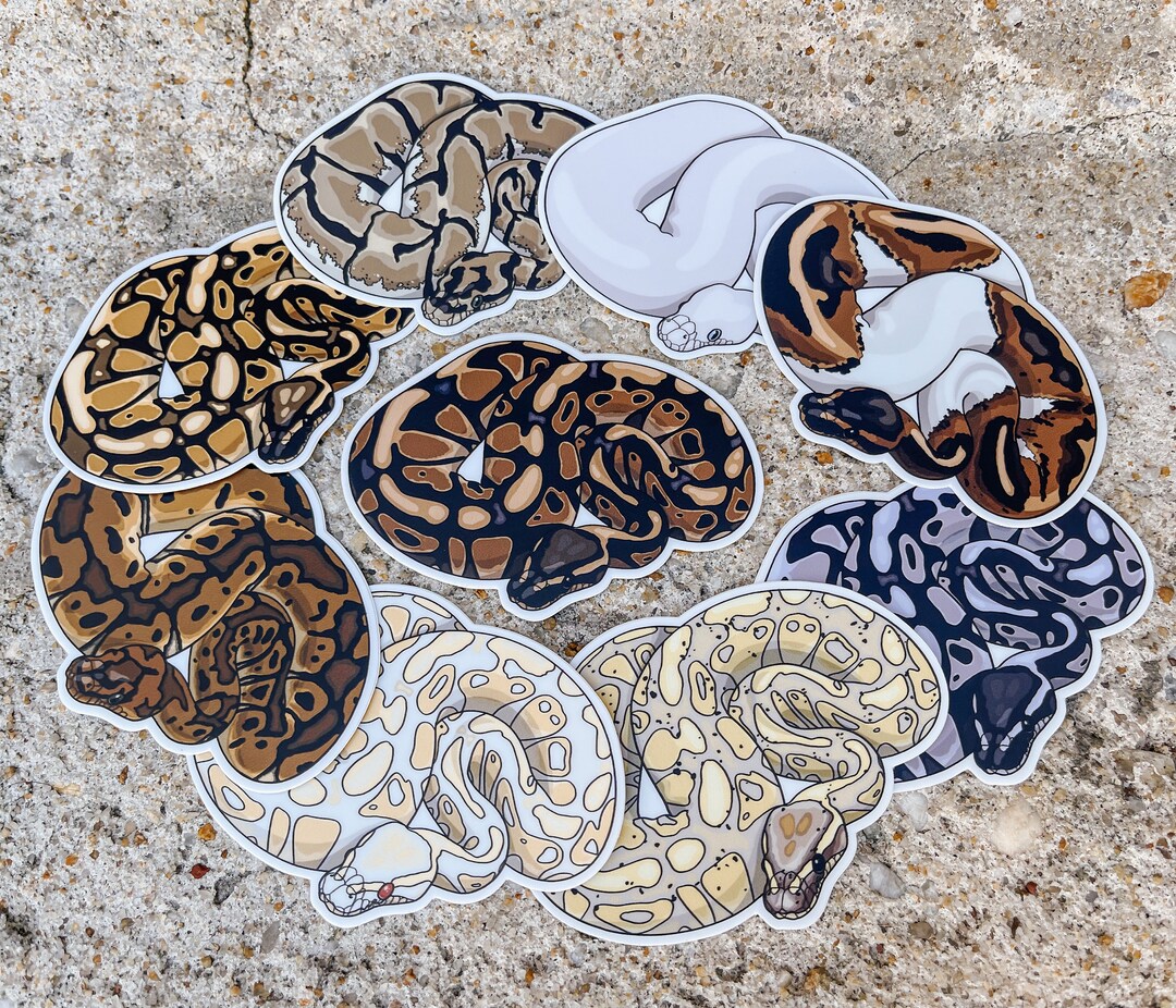 MULTIPLE MORPHS Ball Python Sticker | Normal | Piebald | Banana ...