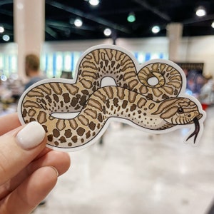 Western Hognose Sticker | Albino Hognose | Superconda Hognose - Etsy