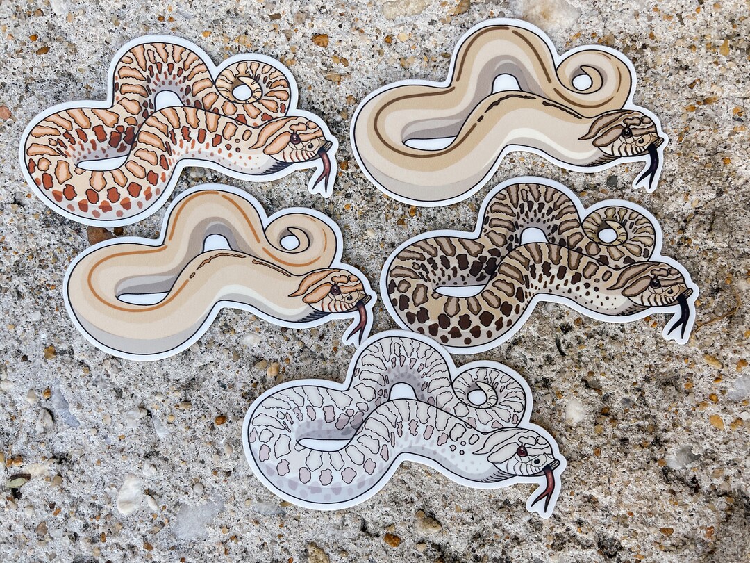Western Hognose Sticker | Albino Hognose | Superconda Hognose - Etsy