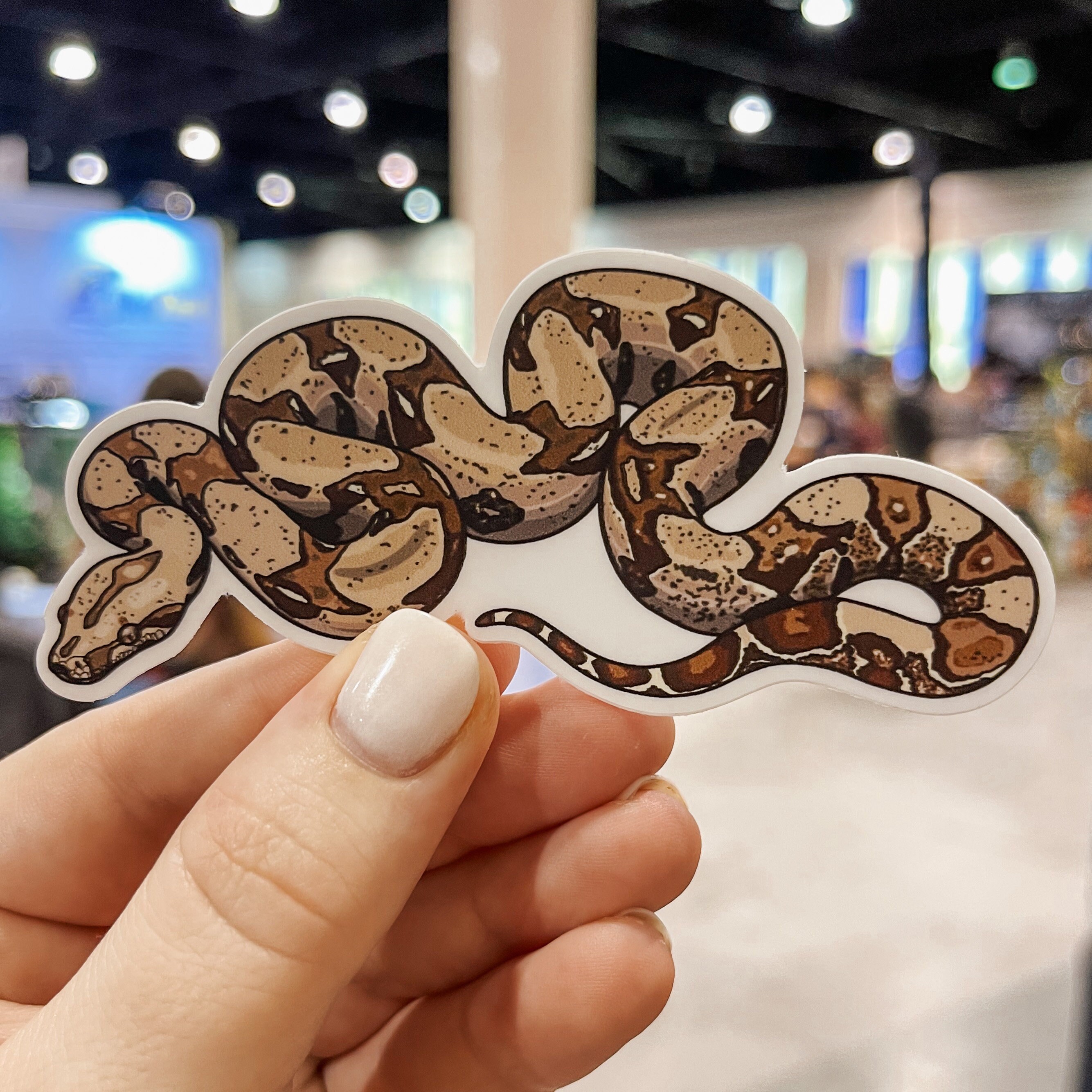 MULTIPLE MORPHS Boa Sticker | Bci Boa Sticker | Normal Boa | Albino Boa ...