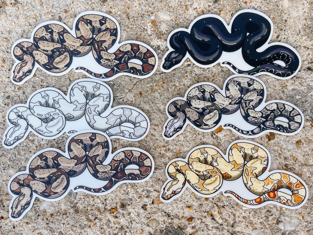 MULTIPLE MORPHS Boa Sticker | Bci Boa Sticker | Normal Boa | Albino Boa ...