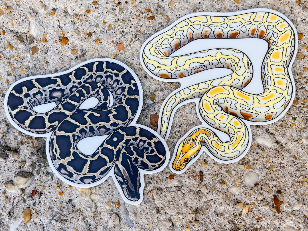 Burmese Python Sticker | Albino Burmese Python - Etsy
